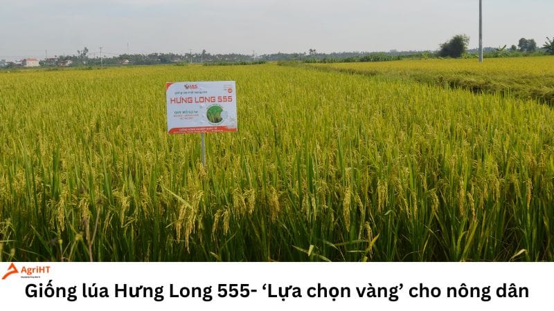 Giống Lúa Hưng Long 555- ‘Lựa Chọn Vàng’ Cho Nông Dân